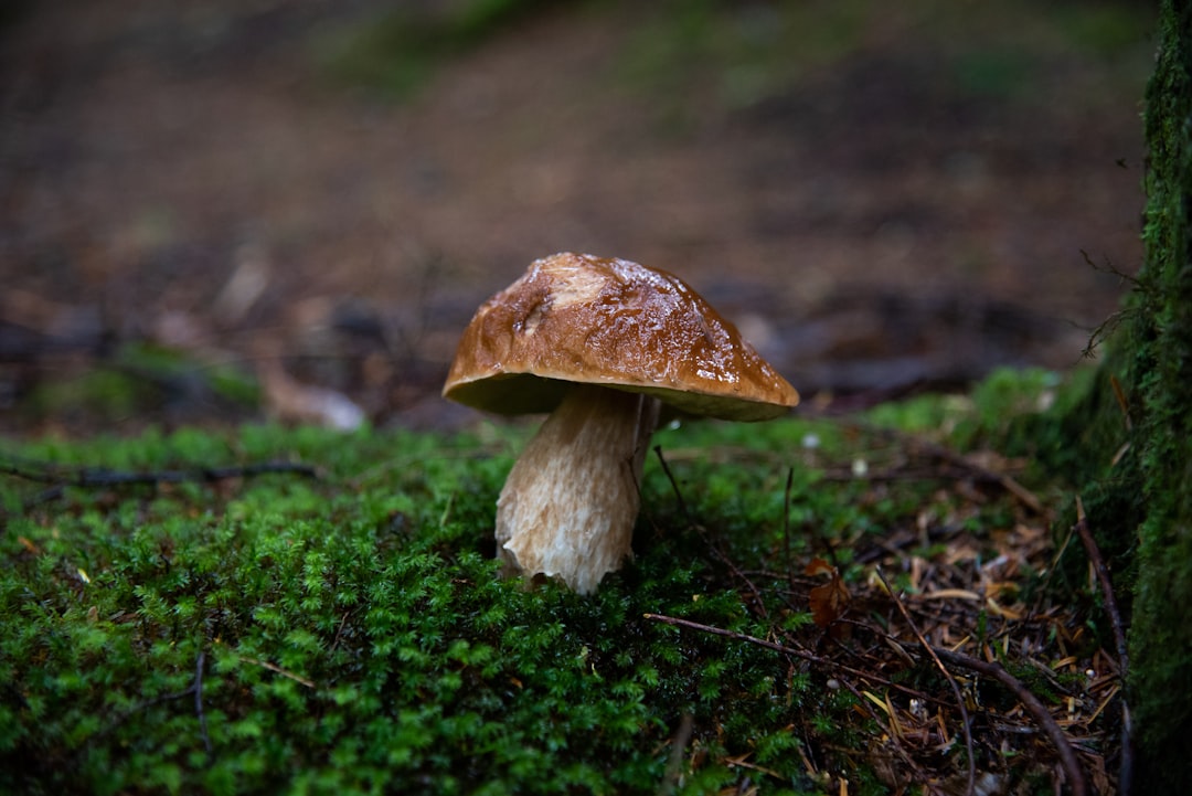 The Truth About Smoking Shrooms: Risks, Effects, and Alternatives ...